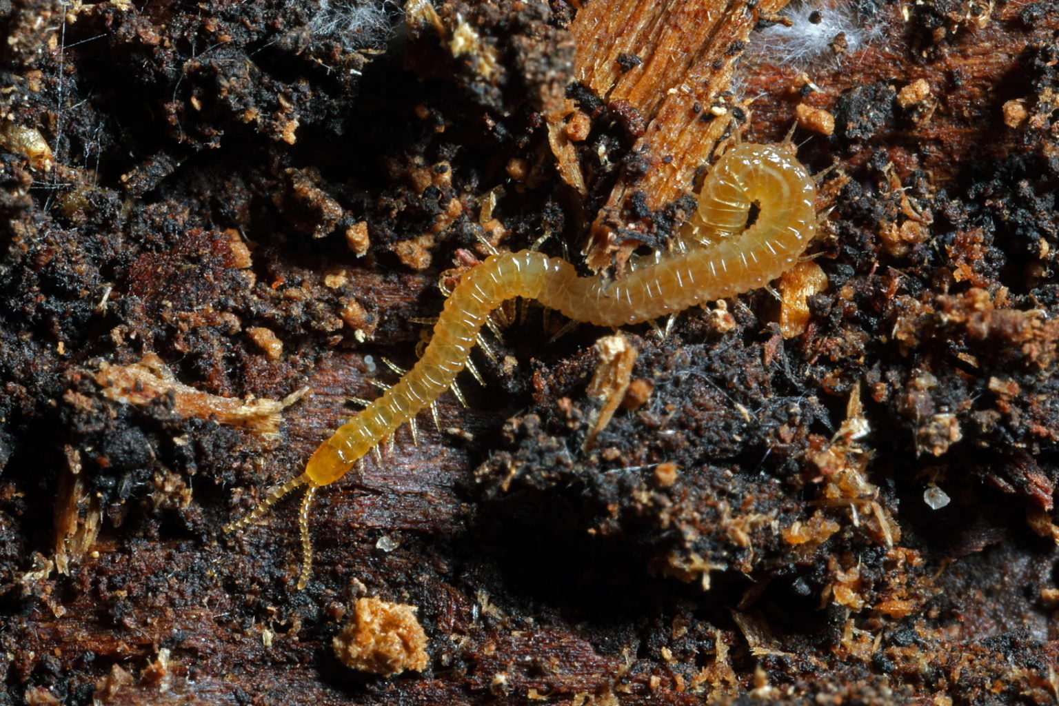 The importance of dead wood in the forest