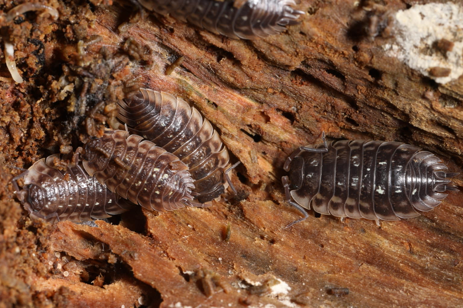 The importance of dead wood in the forest