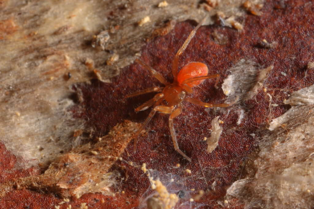 Hinterland Biodiversity – Spiders on the Land