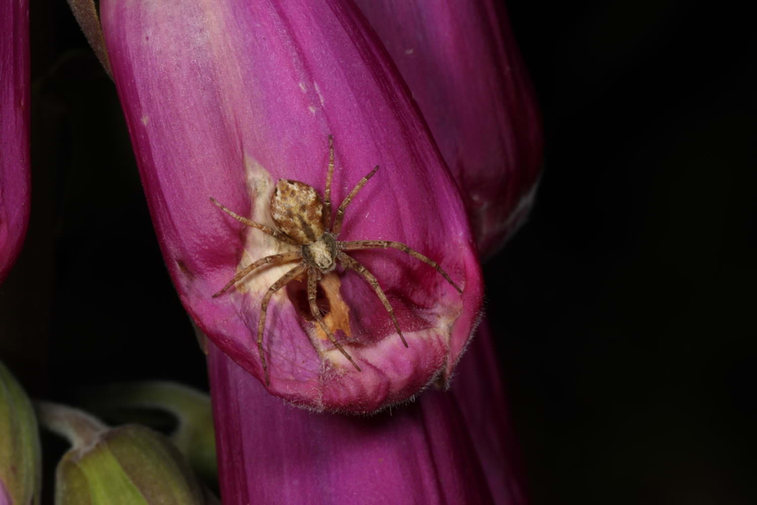 Hinterland Biodiversity – Spiders on the Land