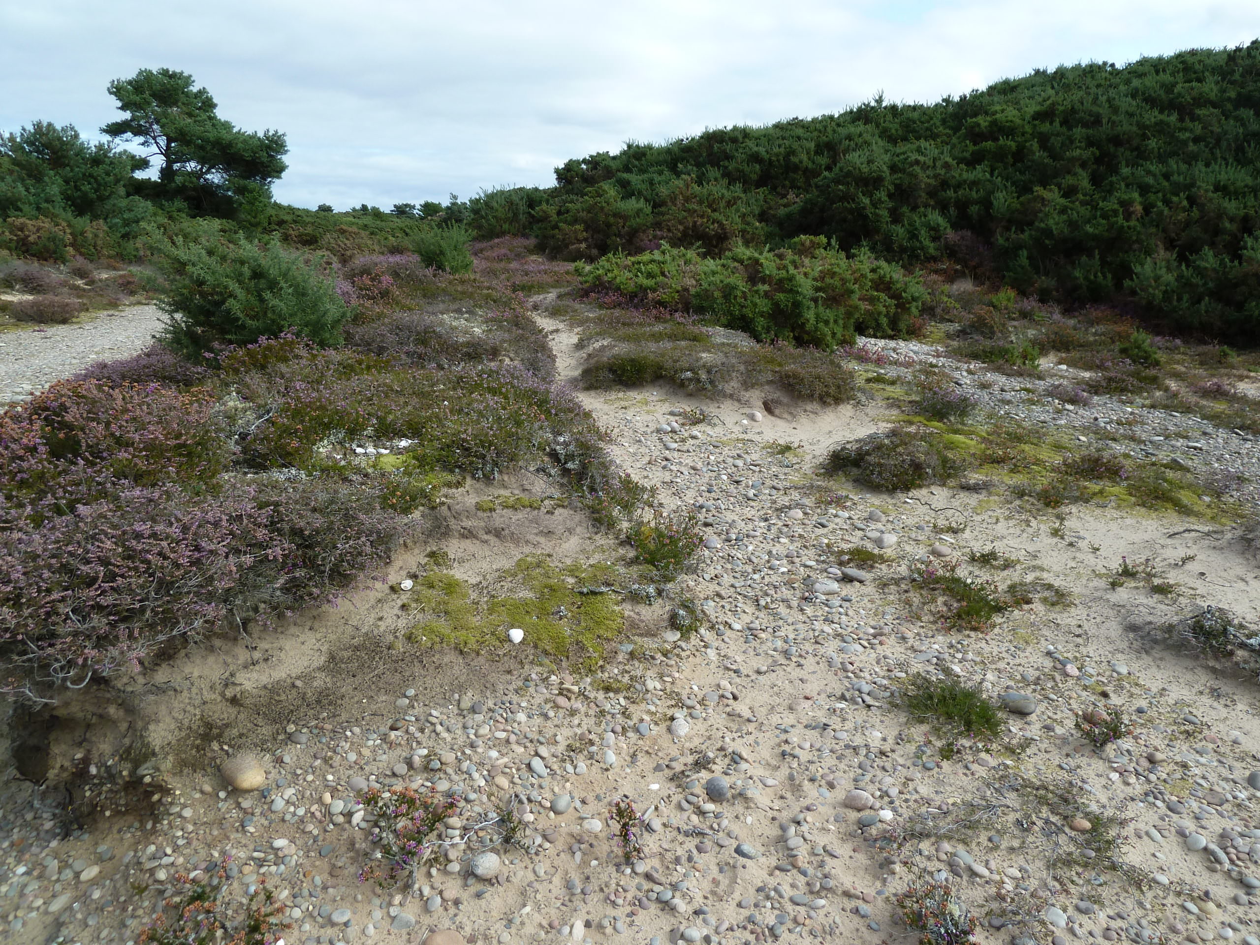 Dune Restoration Project