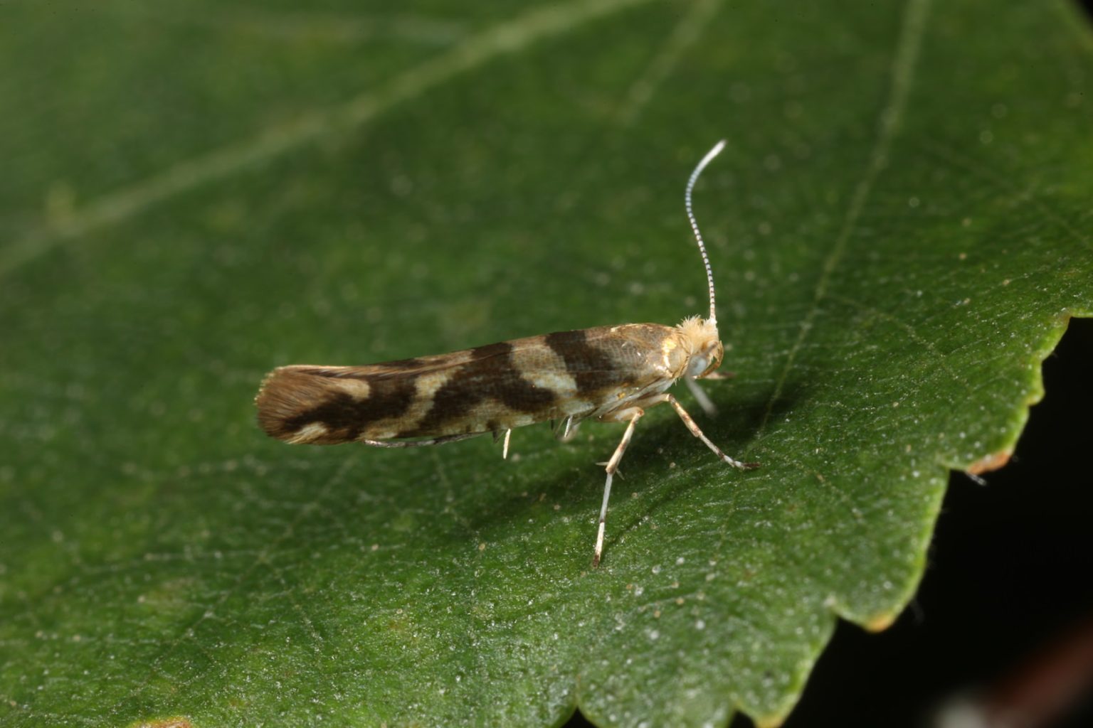 Moth Trapping at Findhorn