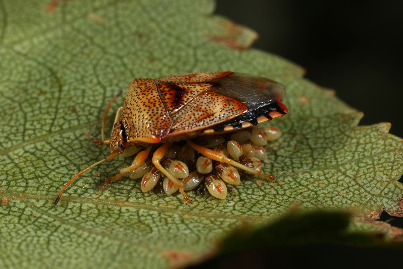 Survey for True Bugs on the Hinterland