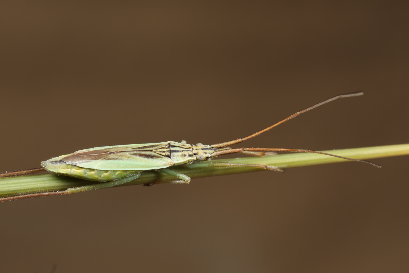 Survey for True Bugs on the Hinterland